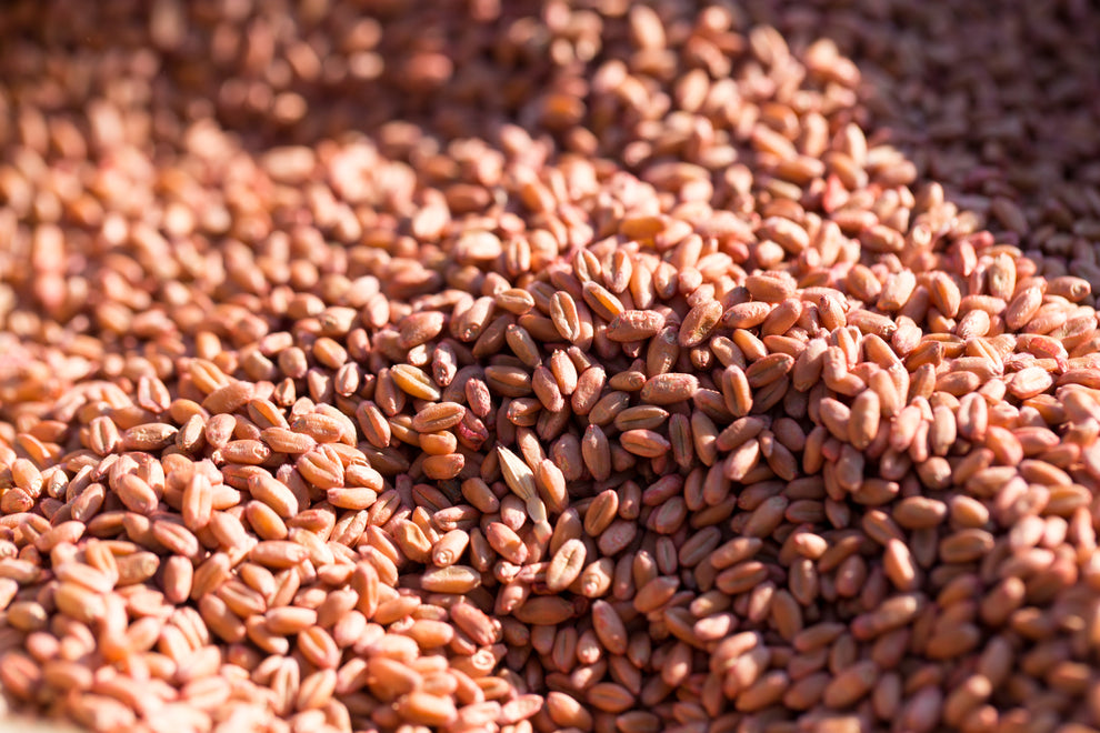 Hard Red Spring Wheat Berries – Chisholm Trail Farm